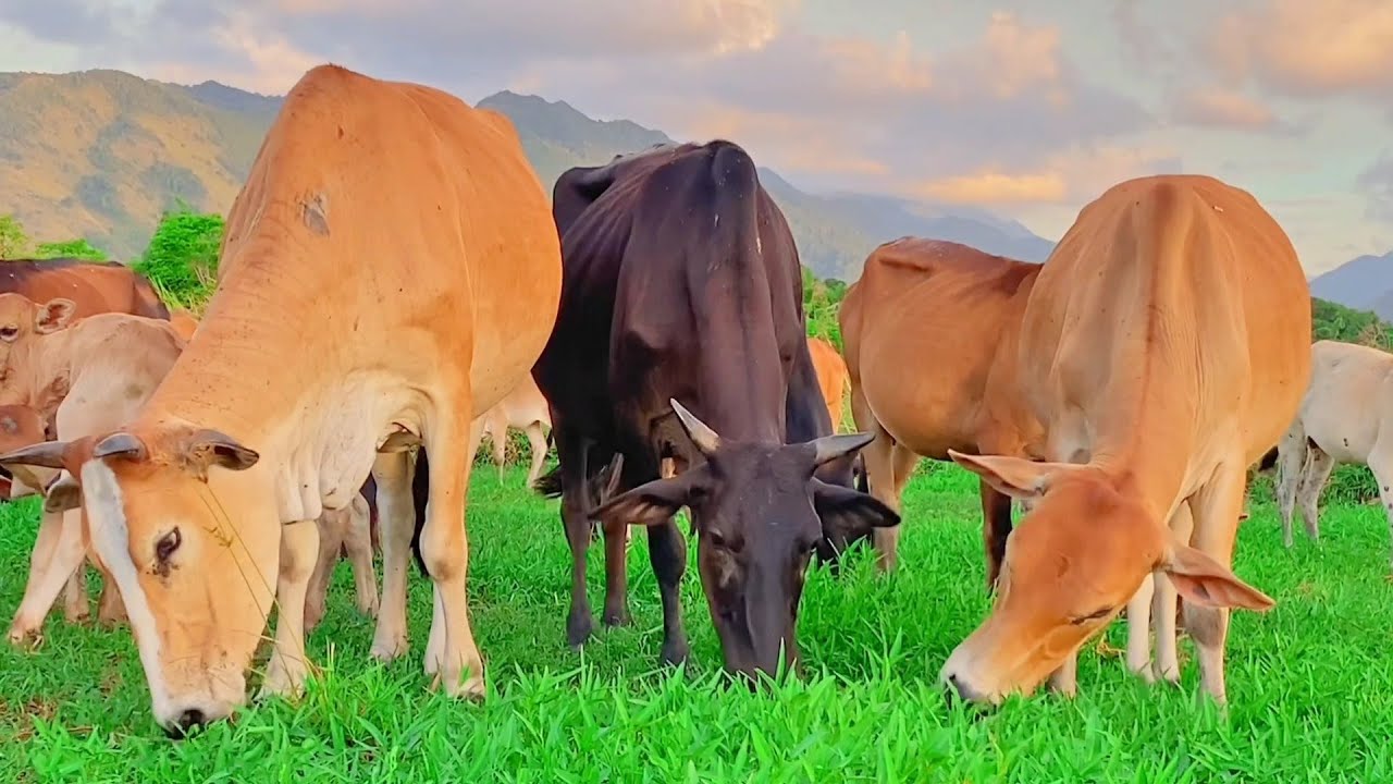 Sapi Lembu Makan Rumput Di Sawah | Video Sapi Gemuk Gemuk Dan Sapi ...