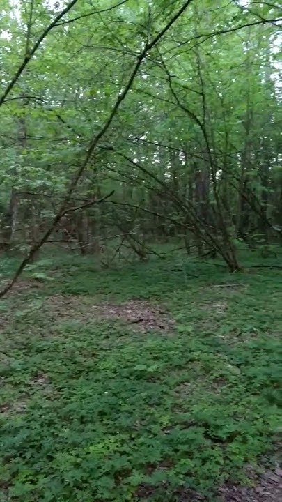 В лесу. - YouTube