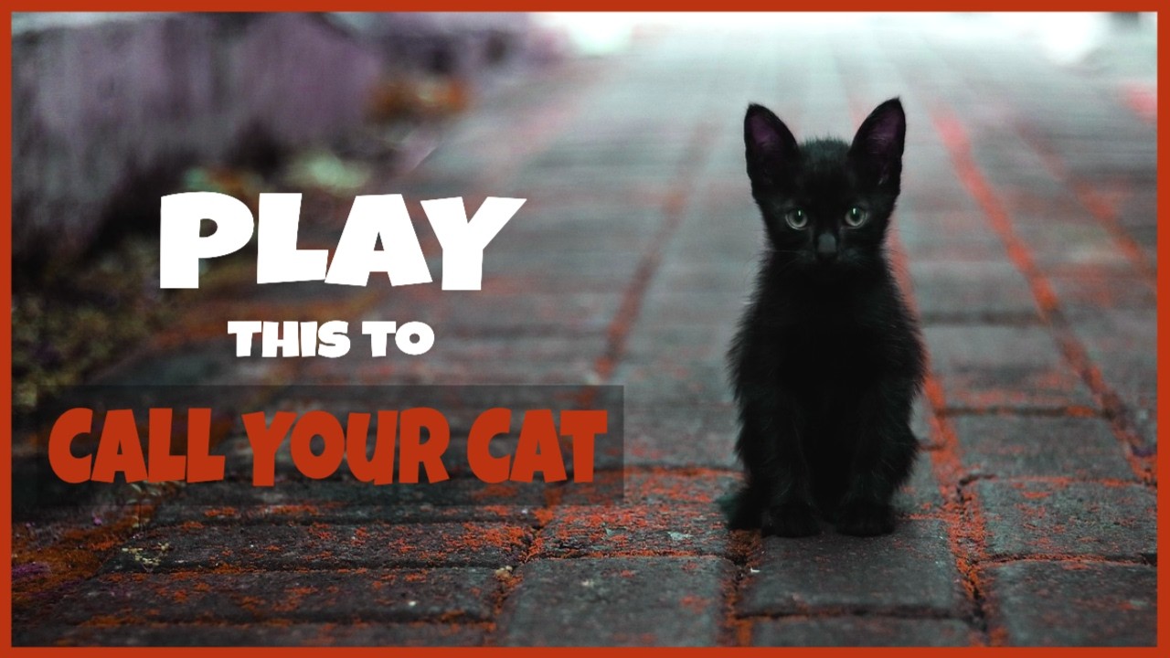 Sound To Call Cats - Watch Your Cat Come Running - YouTube