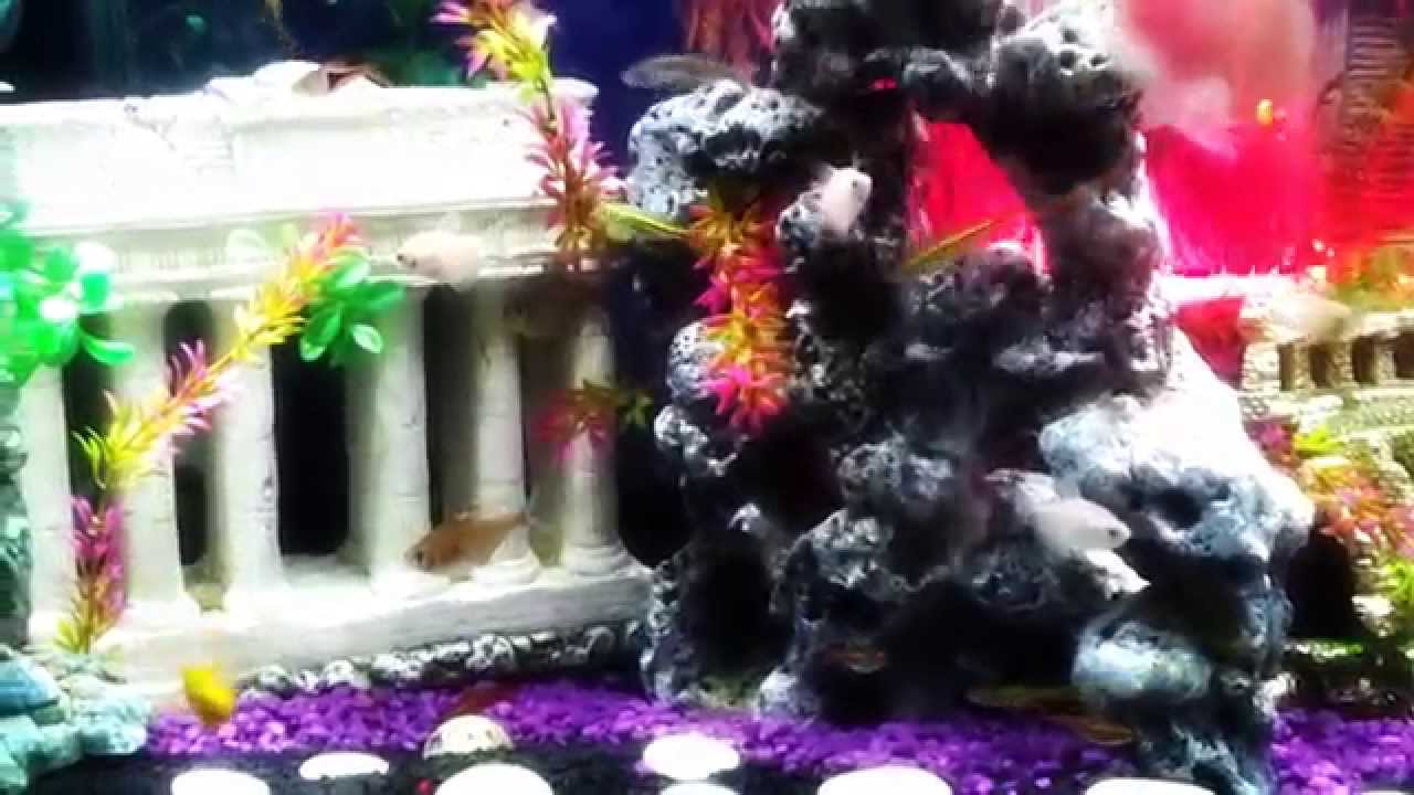 My Greek Roman theme aquarium fish tank - YouTube