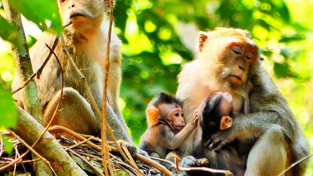 Good Mother Monkey strong for protecting her little baby monkey - YouTube