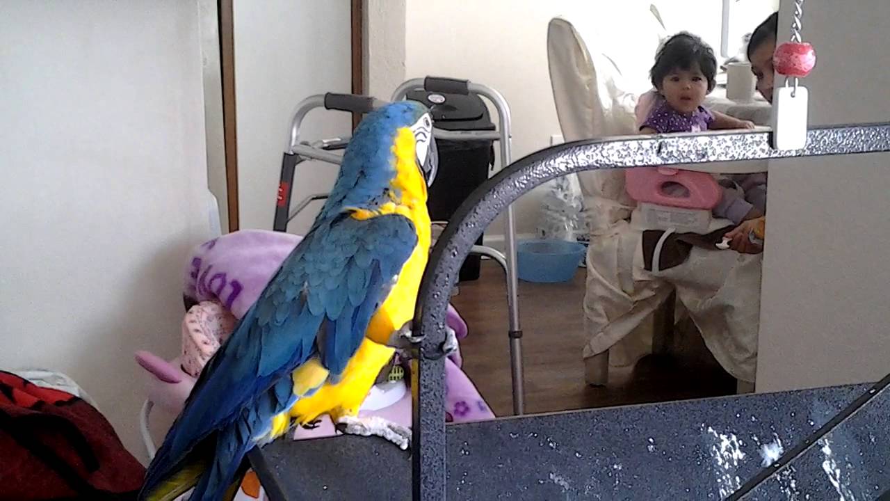 Amazing Macaw dancing gangnam style - YouTube