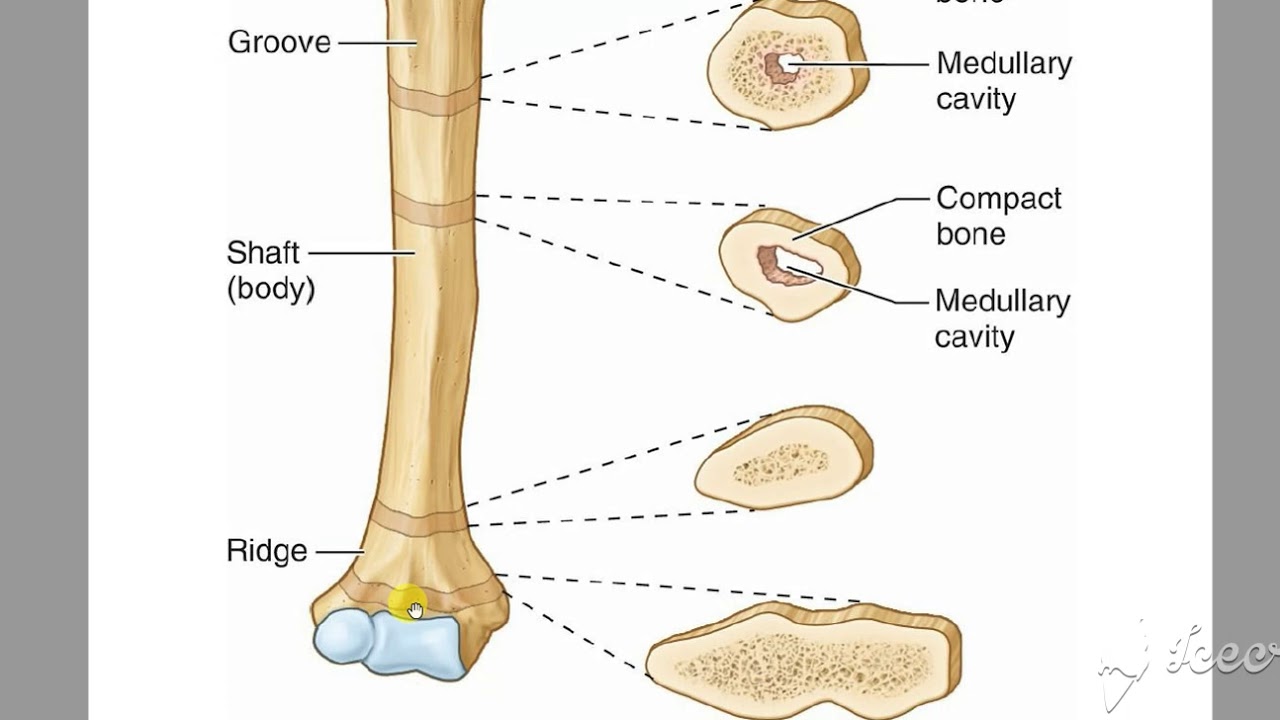 Bone shapes 1 ( long - short - flat) - YouTube