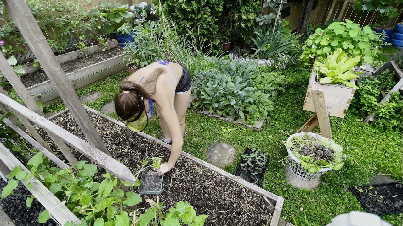 Planting New Seedlings In July Bikini Garden Adventures I Wolf Of The Wild Youtube