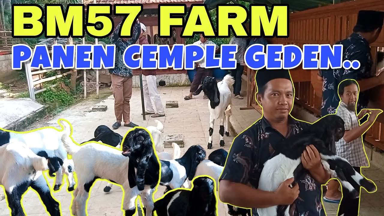 CEMPE KAMBING ETAWA SUPER..! - YouTube