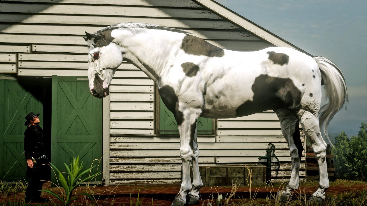 Low Honor Arthur Finds and Tames the Missouri Fox Trotter Horse Near ...