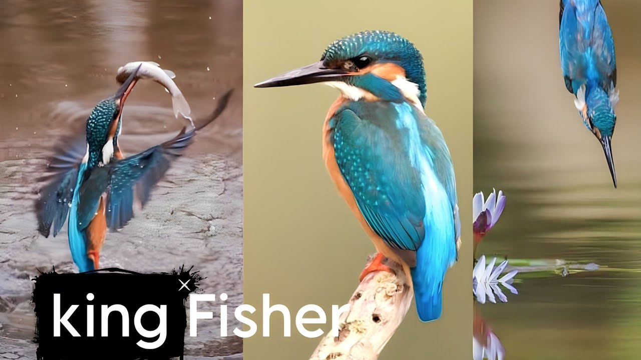 "Diving Deep with King Fish: Discovering the Secrets of the Underwater ...