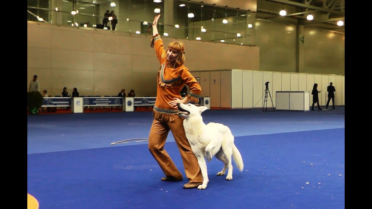 Танцы с собаками "Евразия - 2015". Dog Dancing. Canine Freestyle. - YouTube