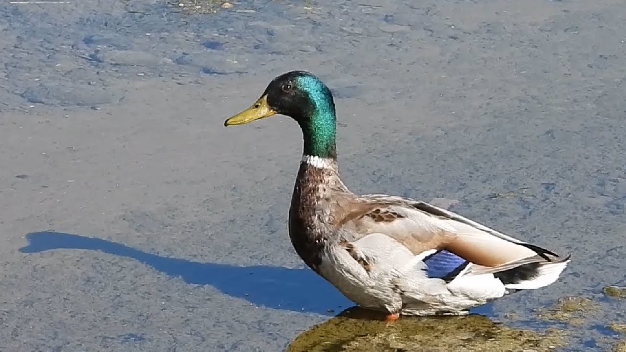 Ptice Hrvatske - Divlja patka, mužjak (Anas platyrhynchos) (Birds of ...