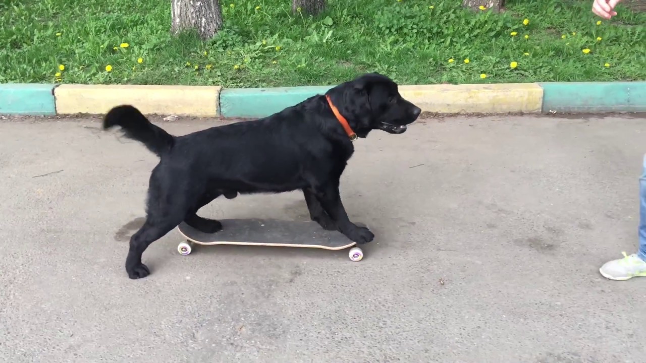 Labrador and skate - YouTube
