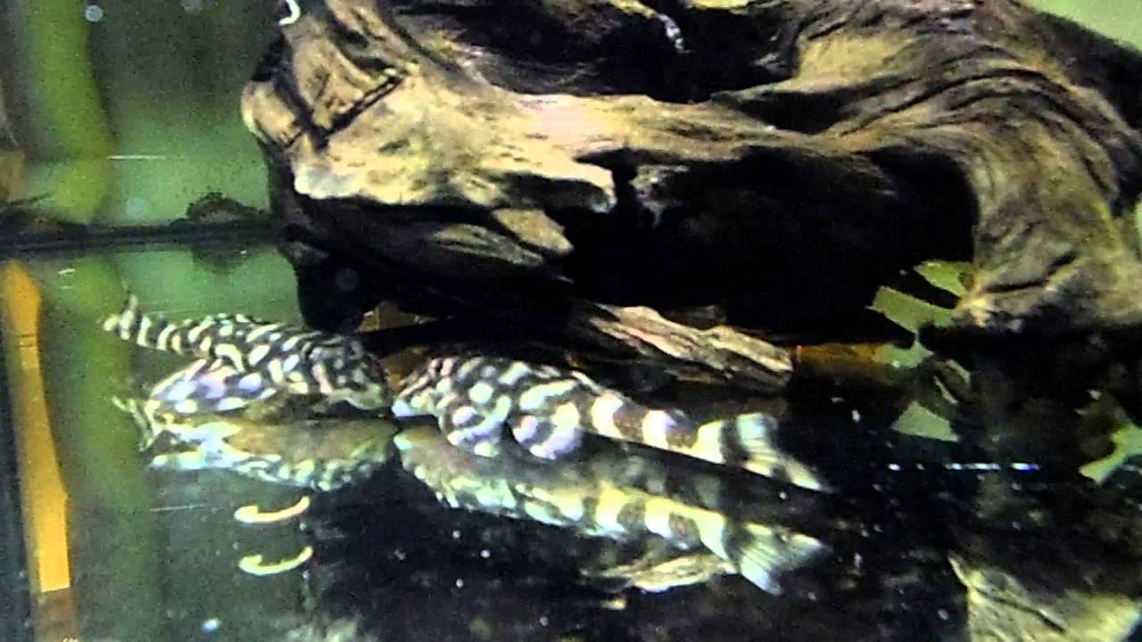 L052 Dekeyseria sp. - Flounder Pleco - YouTube