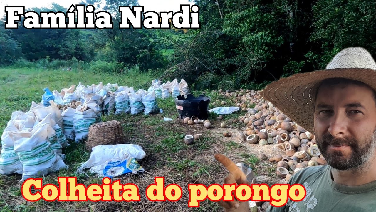 Começando cortar os porongo. Cortando sorgo e fazendo foragem pras ...