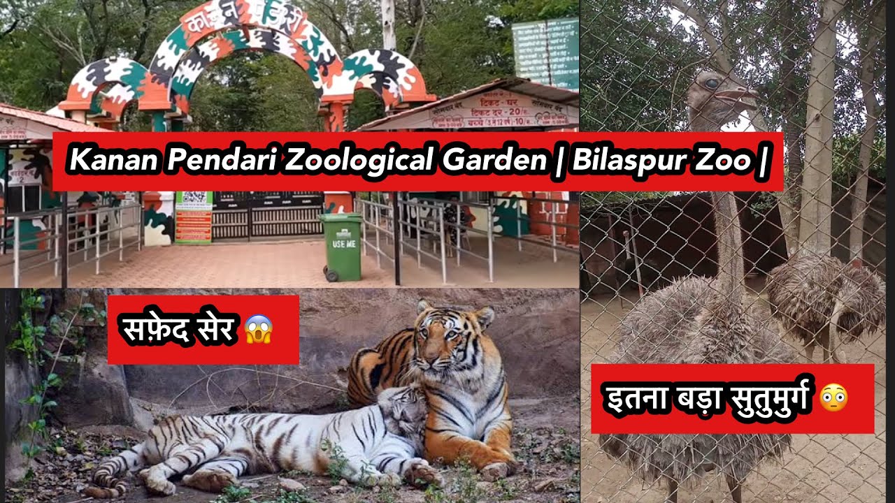 Kanan Pendari(🦛🐘🦁🦍🐒🐼🐯Zoological Garden Bilaspur Zoo // बिलासपुर ...