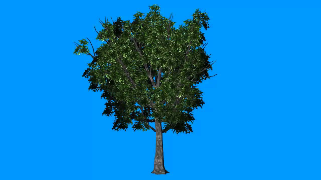 free blue screen tree in the wind 1 - free use - YouTube