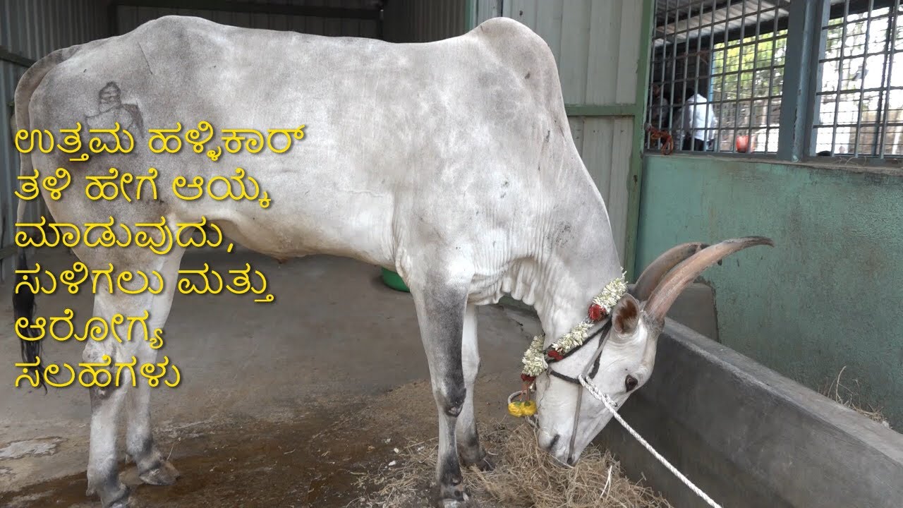 How to select good Hallikar breed, Suli checking, health Tips - YouTube