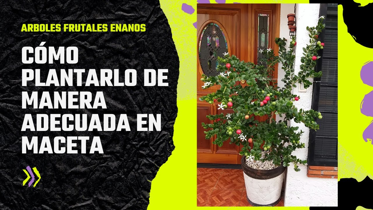 COMO PLANTAR UN ARBOL FRUTAL EN MACETA, PLANTAR ARBOLES EN MACETA ...
