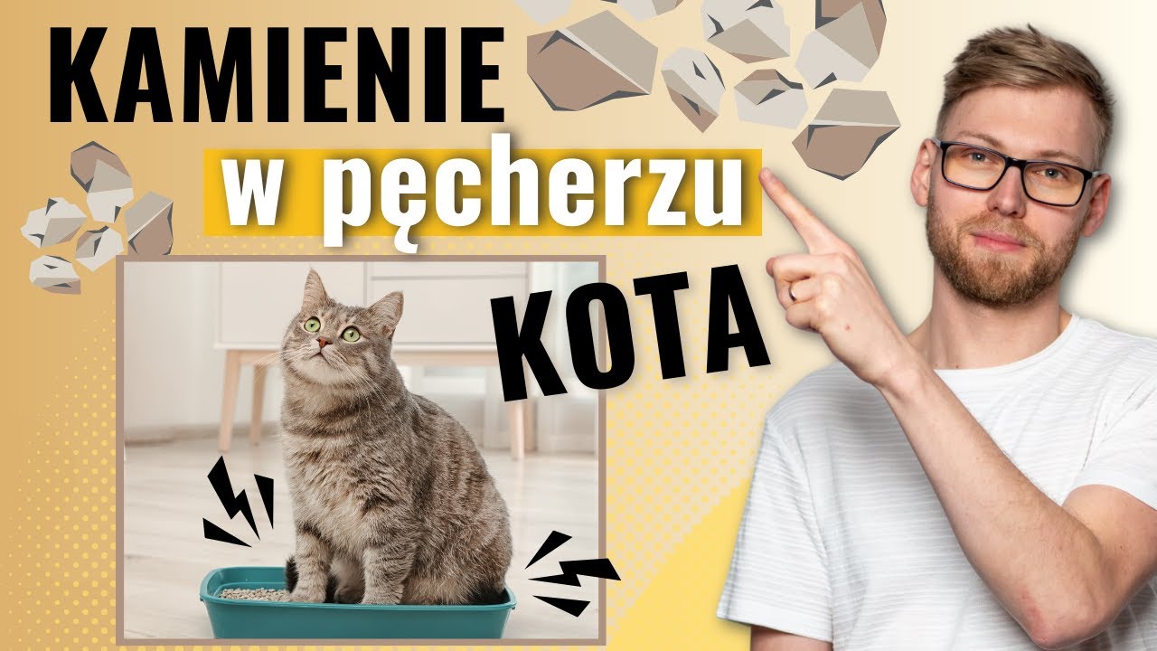 Kamienie w Pęcherzu u Kota - Poznaj przyczyny i sposoby leczenia ...