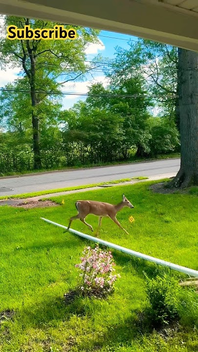 #unexpected #surprise #visitor 🤩 #deer. I was hoping it wouldn’t jump over the fence #wild # ...