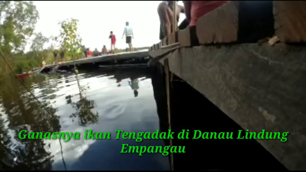Ganasnya Ikan Tenggadak di Danau Lindung Empangau - YouTube