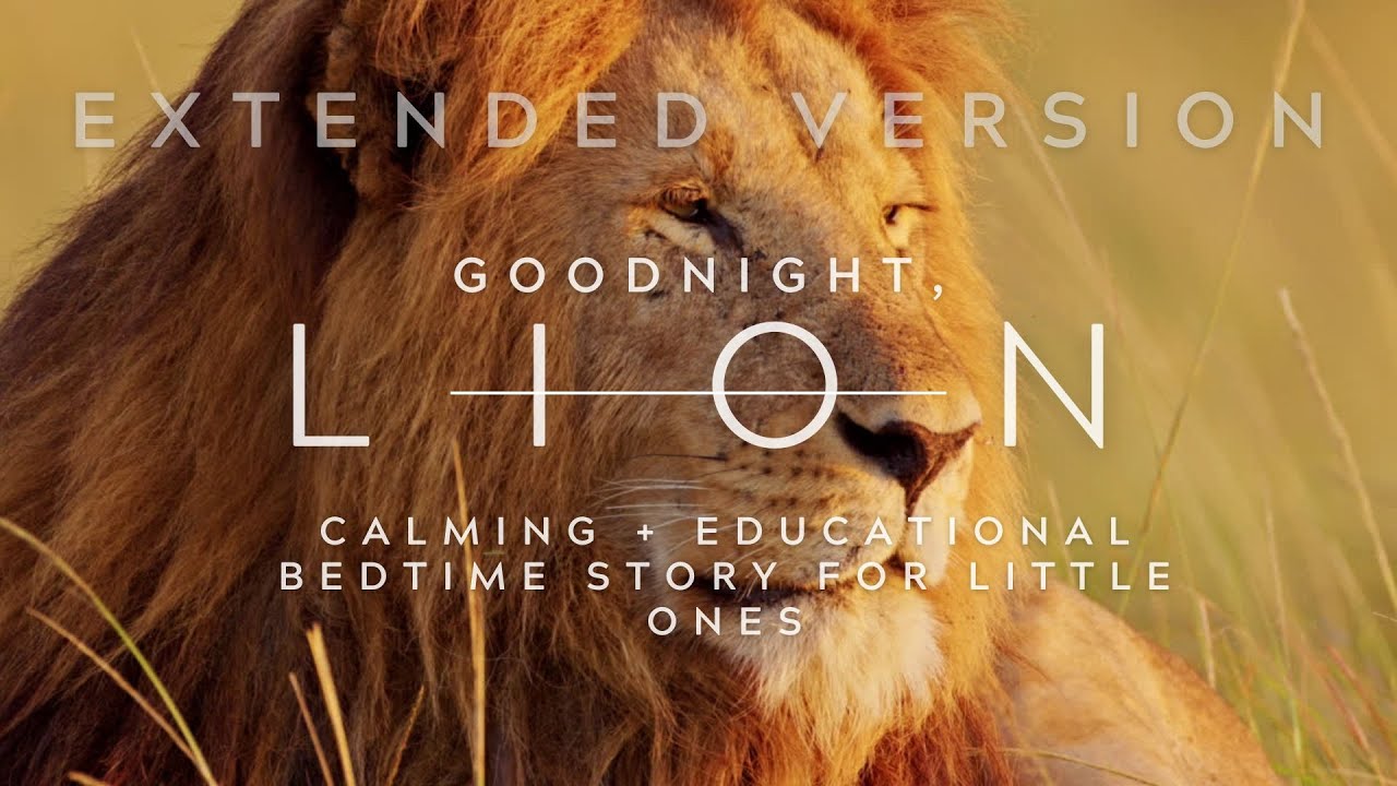 Goodnight, Lion | Calming + Educational Bedtime Story | Extended ...