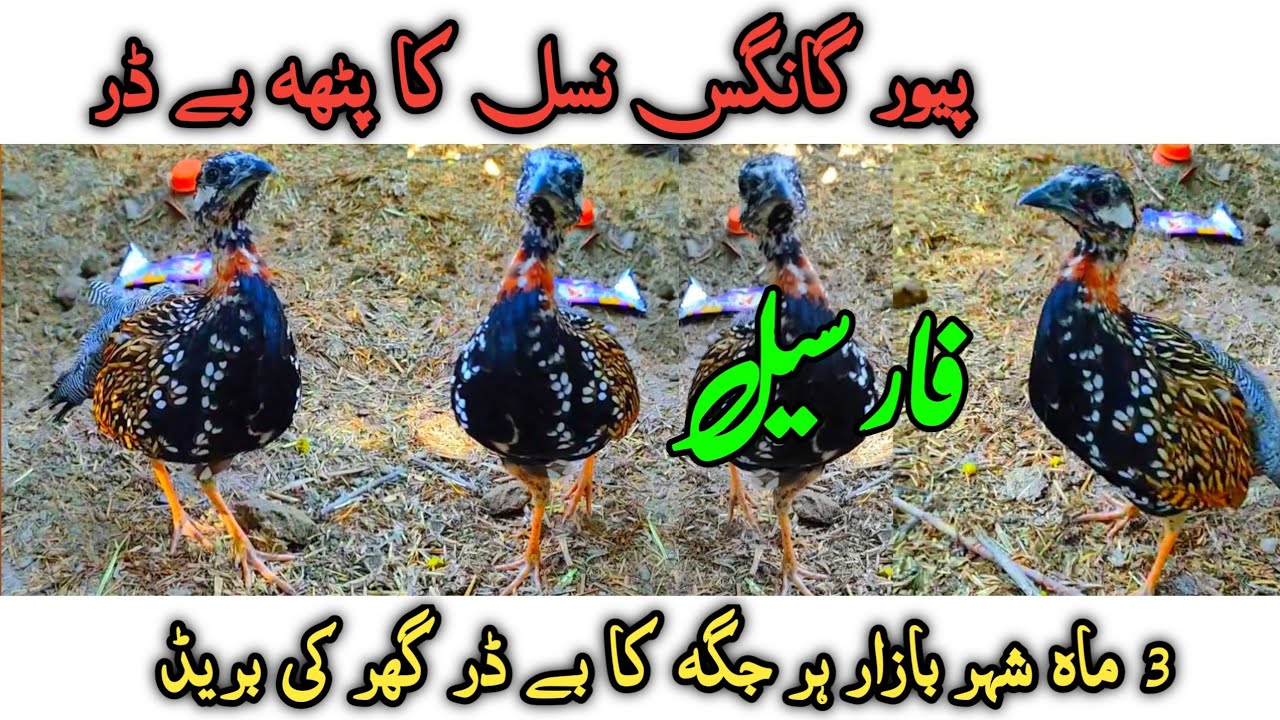 Home Breed Black Franclion Chick For Sale Kala Teetar ka Patha Gangas ...