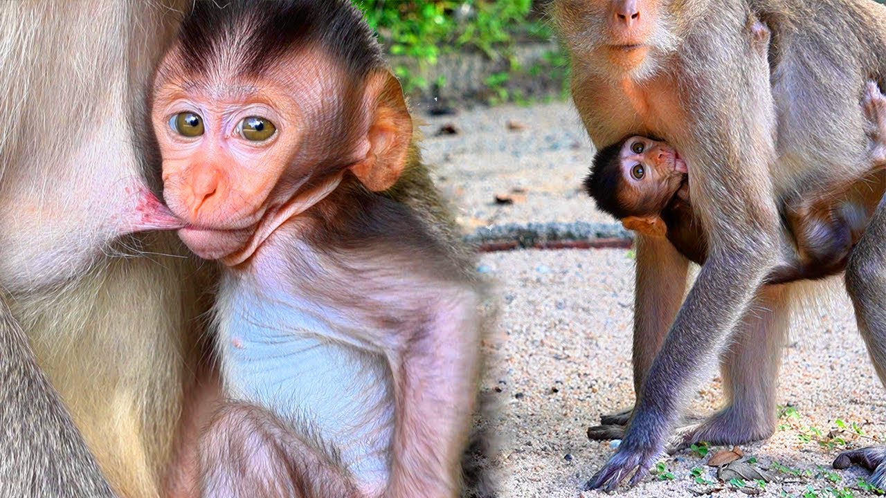 Tender Hugs: Adorable Baby Monkey's Warmth from Mommy - YouTube