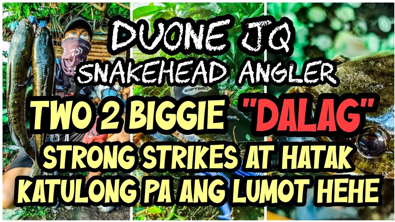 Snakehead Top Water Angling, Channa Striata, Dalag/ Haruan/ Gabus ...