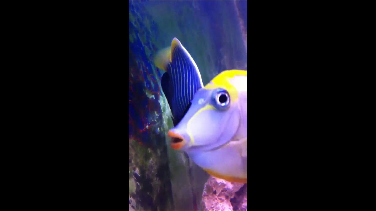 Sick emperor angelfish - YouTube