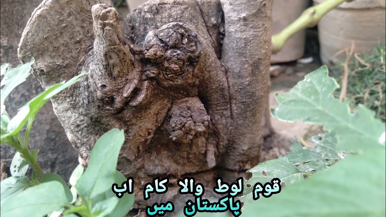 Qoome Loot ka kaam ab pakistan me - YouTube