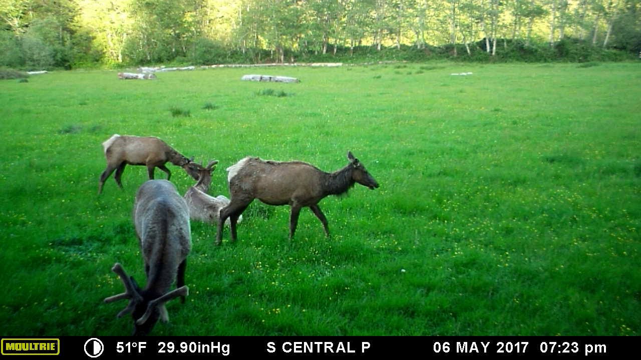 Roosevelt Elk on Orick Mill Site - YouTube
