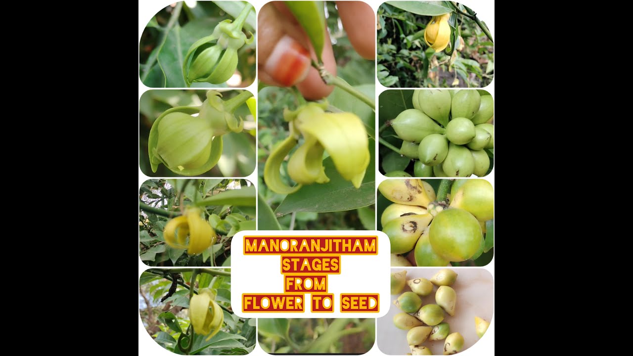 Beautiful Manoranjitham flower and seed/அழகான மனோரஞ்சிதம் பூவும் ...