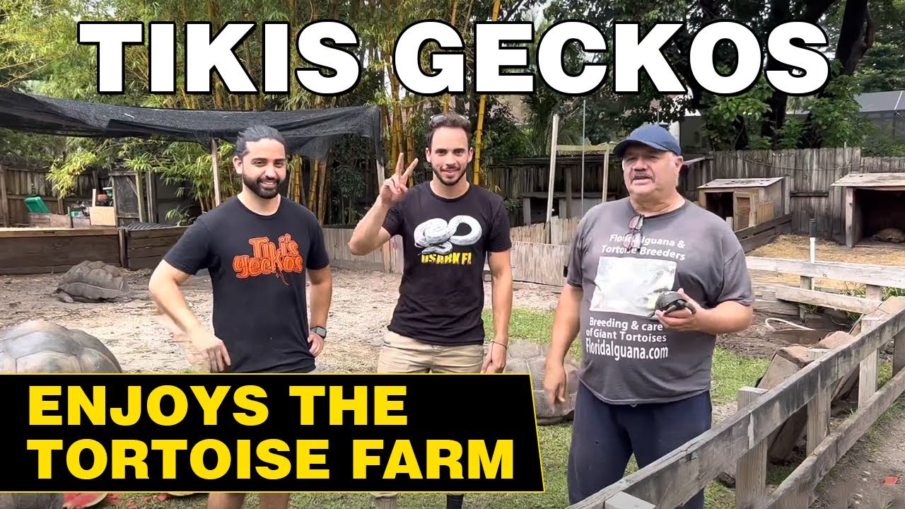 Tikis Geckos stoped by the farm (Talks About Interesting Facts on Giant ...