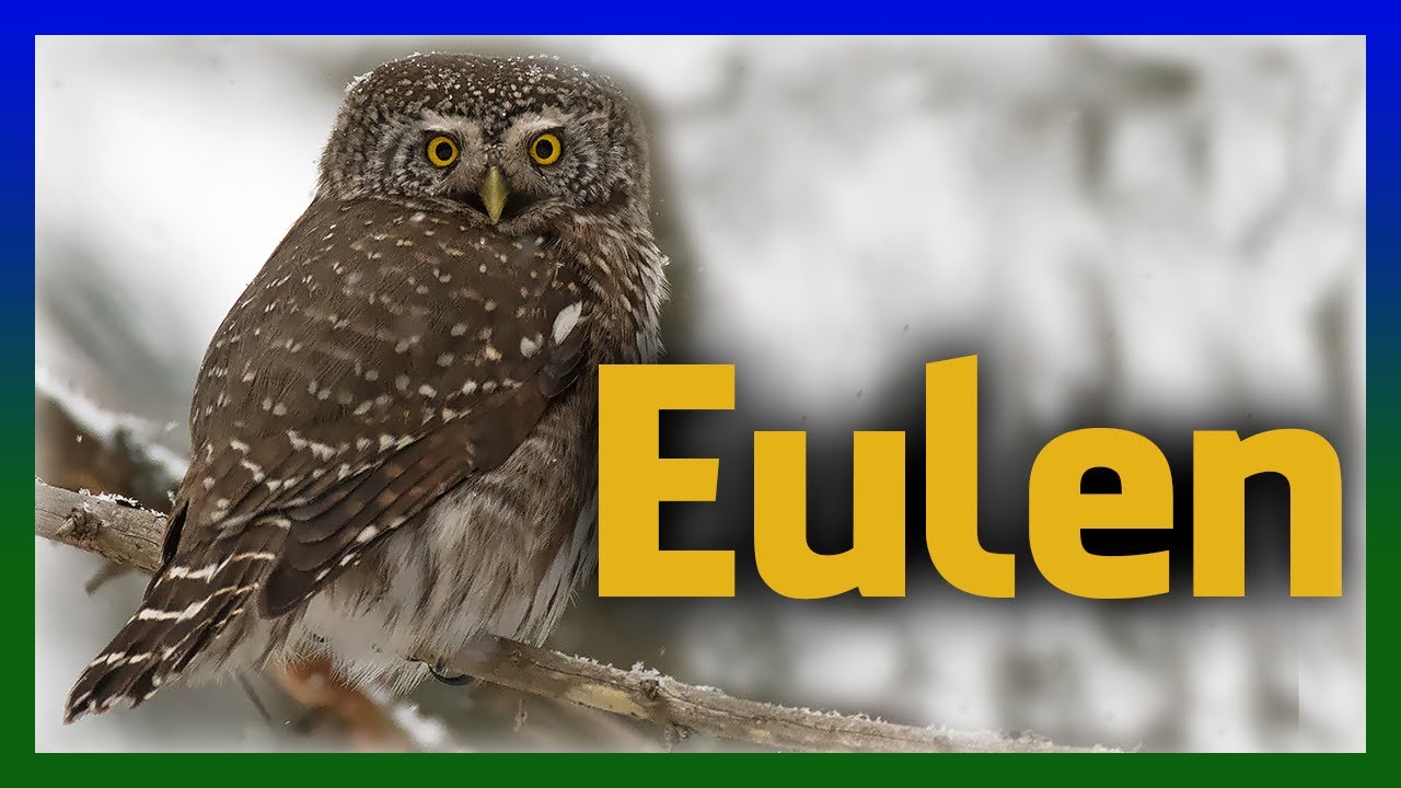 Eulen - Aussehen, Rufe und Lebensweise aller 13 Arten in Deutschland ...