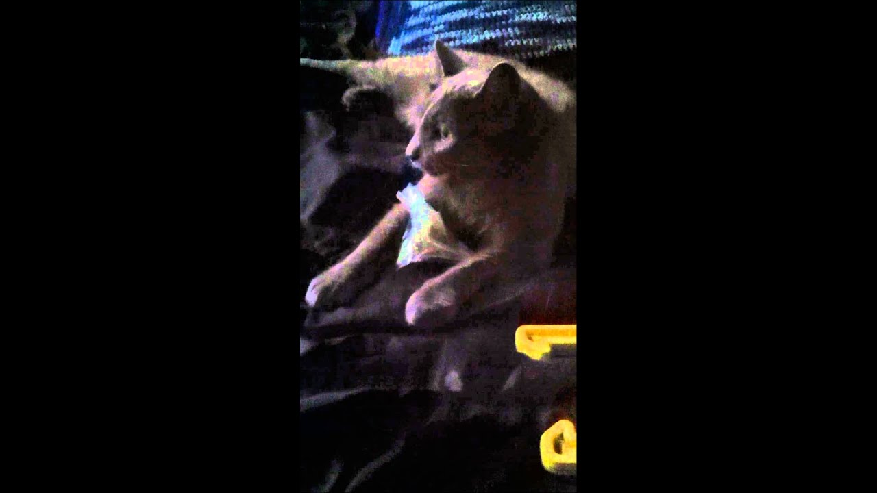 Smoke catnip every day - YouTube