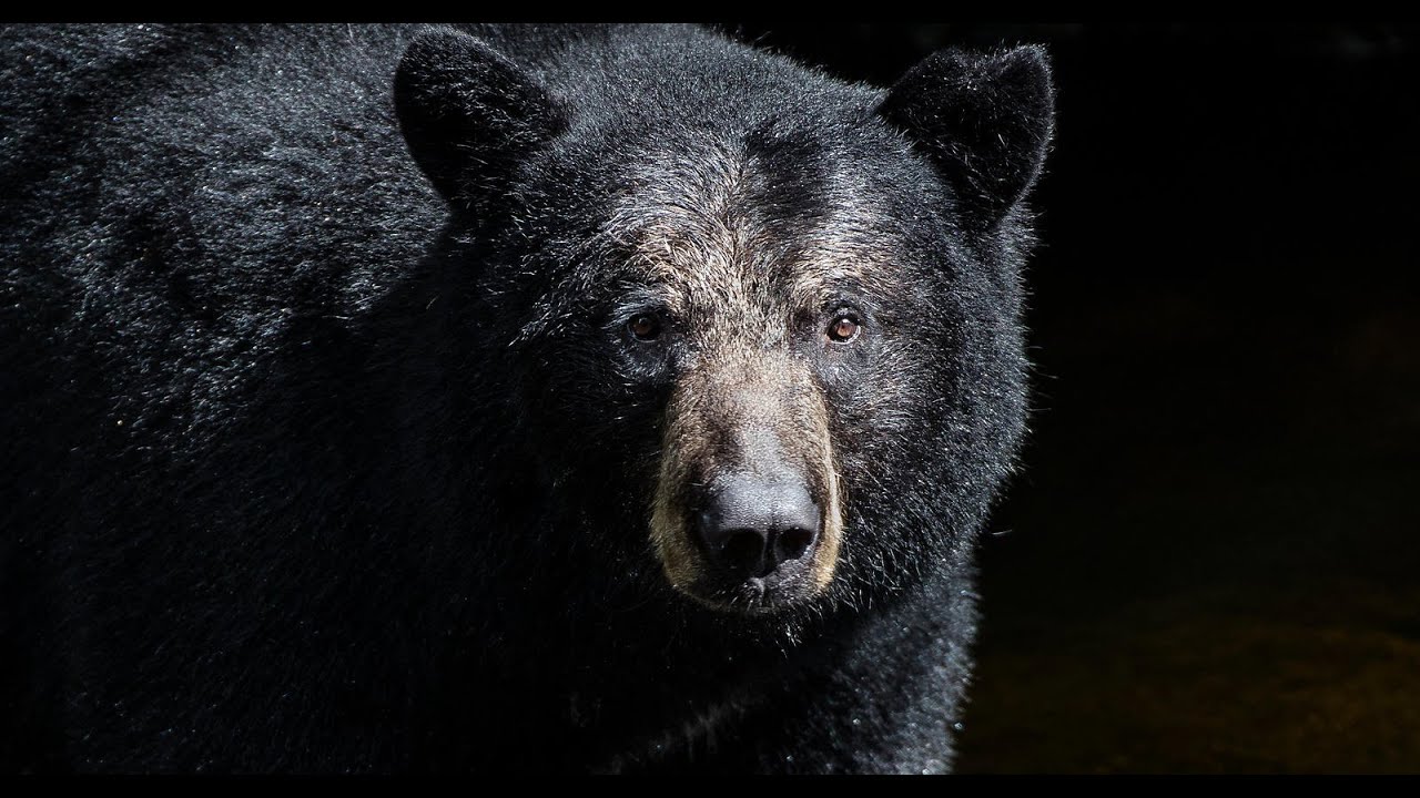 2024 BAYYARI BEAR BASH INTRO - YouTube