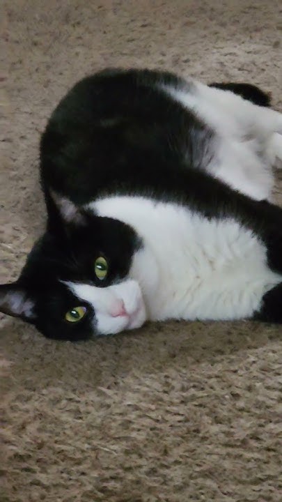 I Zoom In On My Chilling Cat - YouTube