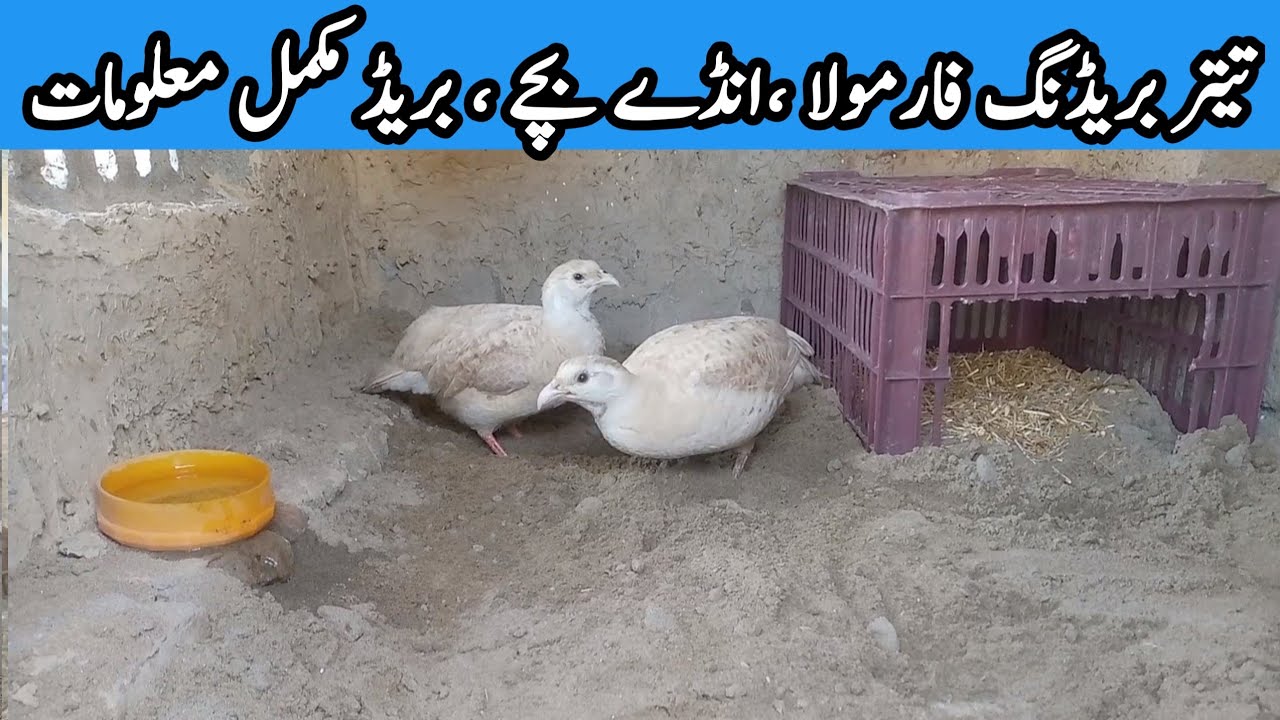 Teetar Breeding Formula | Teetar Breeding Tips | Francolin Breeding ...