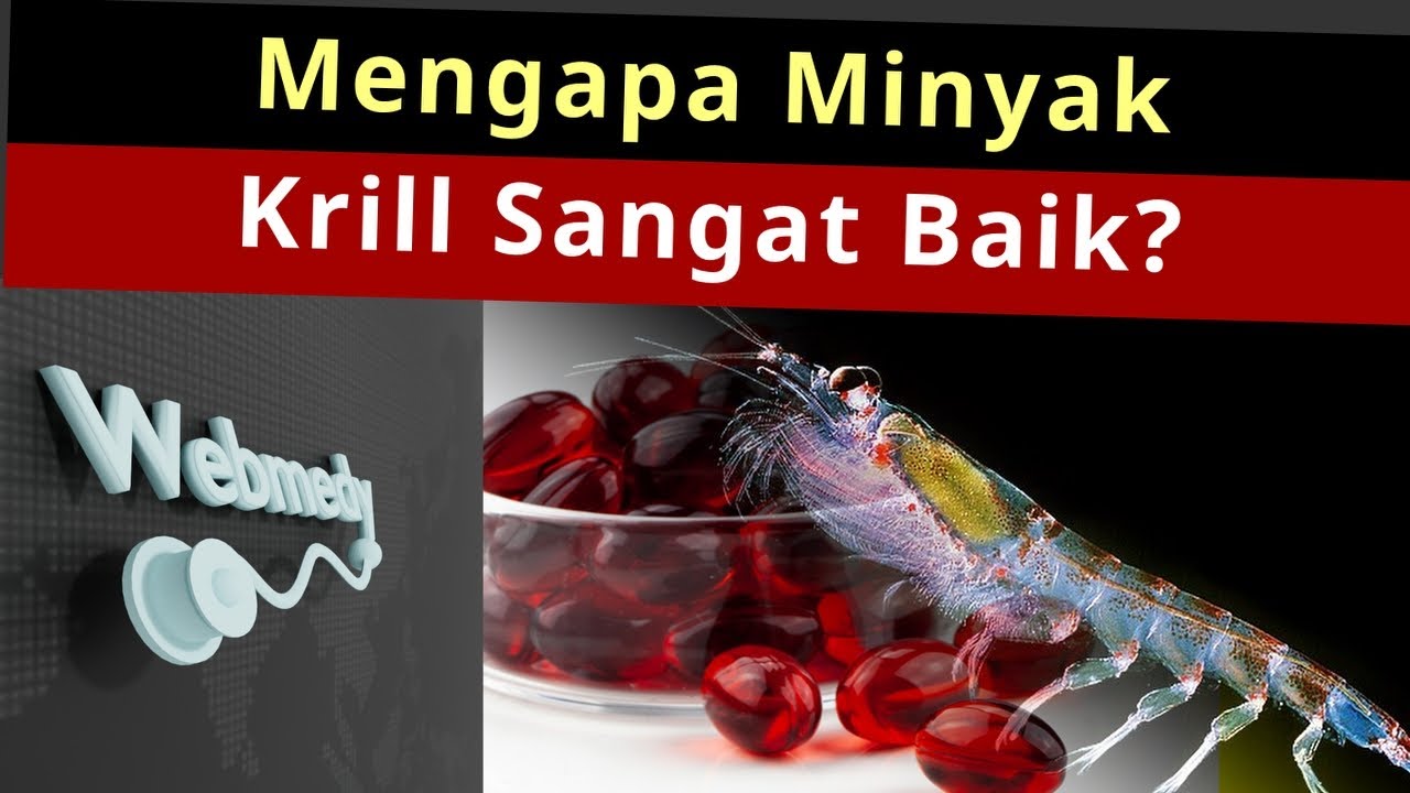 Manfaat Minyak Krill: Mengapa Lebih Baik dari Minyak Ikan? - YouTube