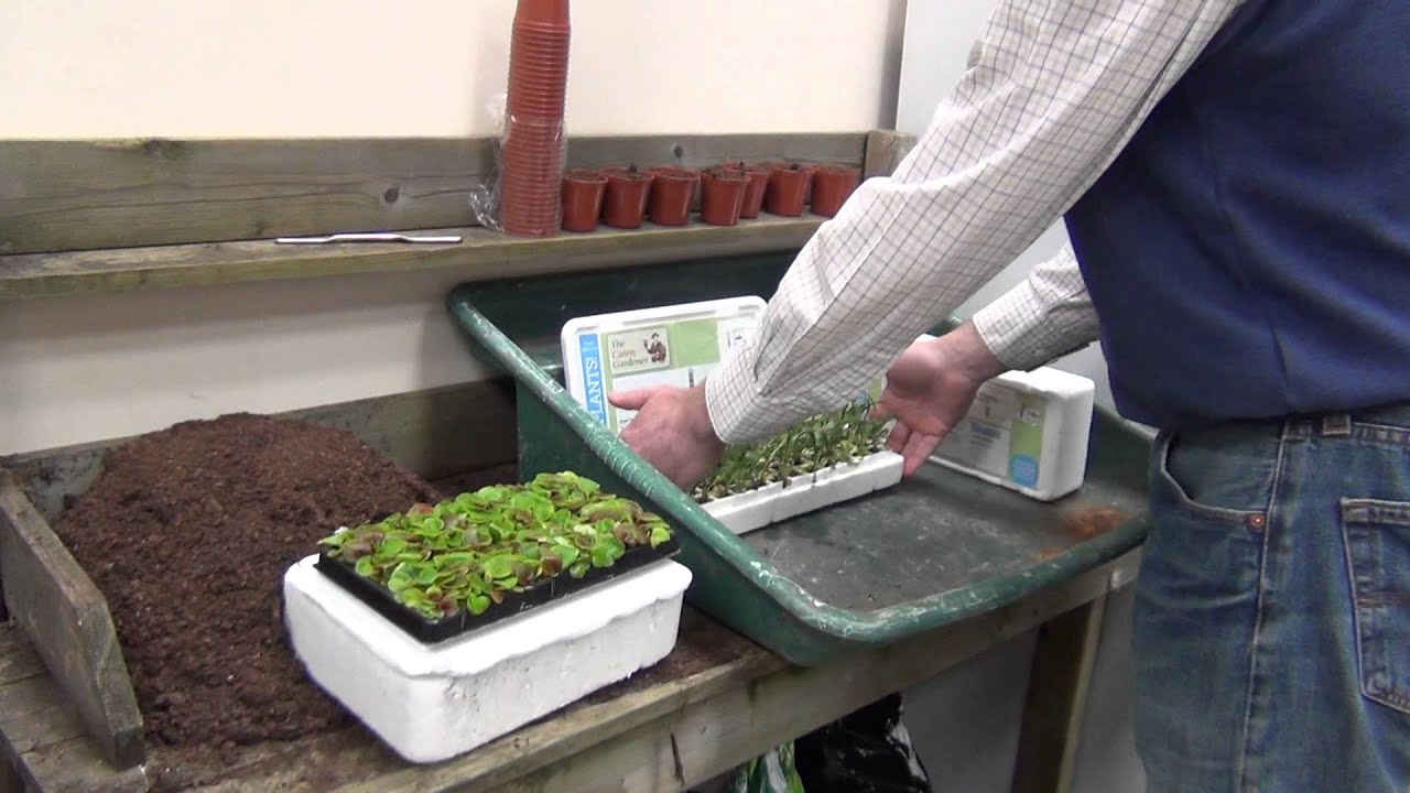 Tony Milne talks about our plug plant packaging and labels - YouTube