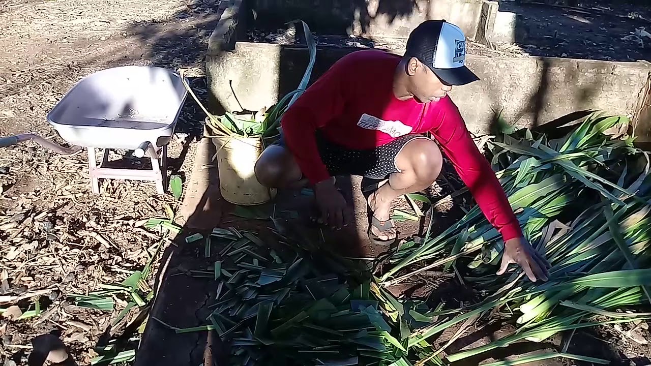 Picotando capim Guatemala para as potras. Só cuidado com os dedos - YouTube