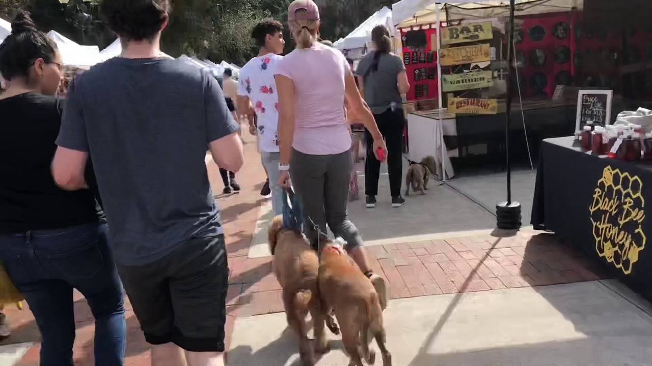 3, Once Out Of Control Dogs, Practice Unbelievable Impulse Control ...