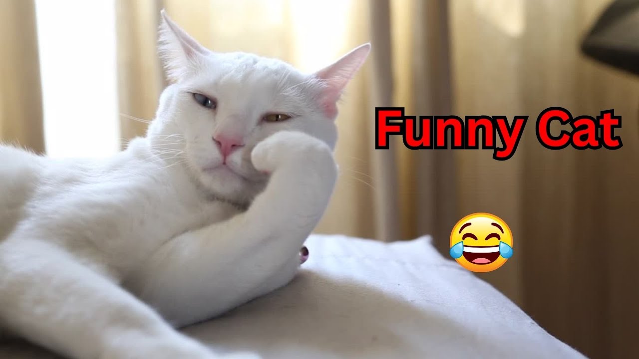 Funny Cat Playing With Cat | Funny Cat Videos Watch | Kittens Playing ...