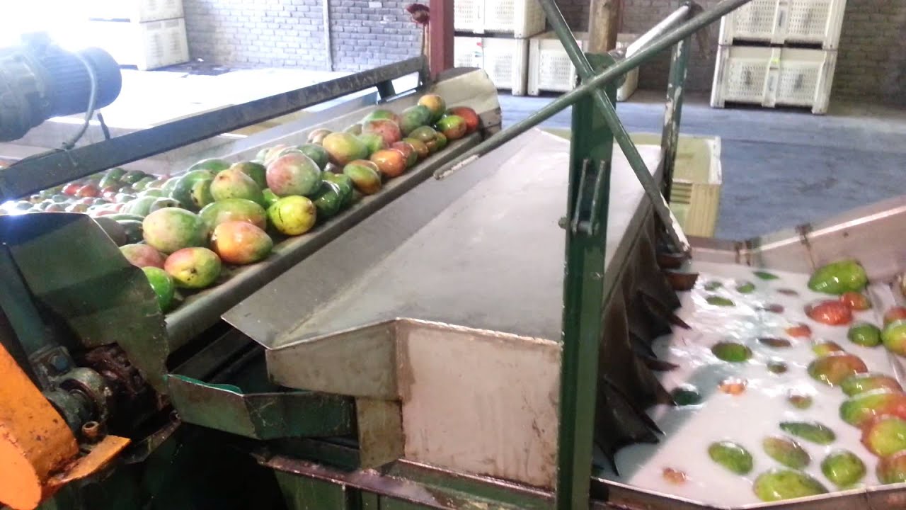6 Lane Aweta Cup sizer Hoedspruit Mangoes 2 - YouTube