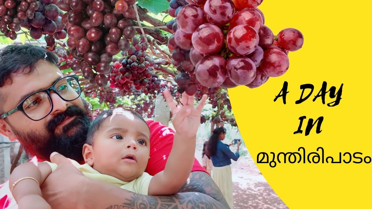 Kambam Theni| Grape Farm | Tamilnad|KL39 |MUNTHIRI PAADAM | കമ്പം തേനി ...