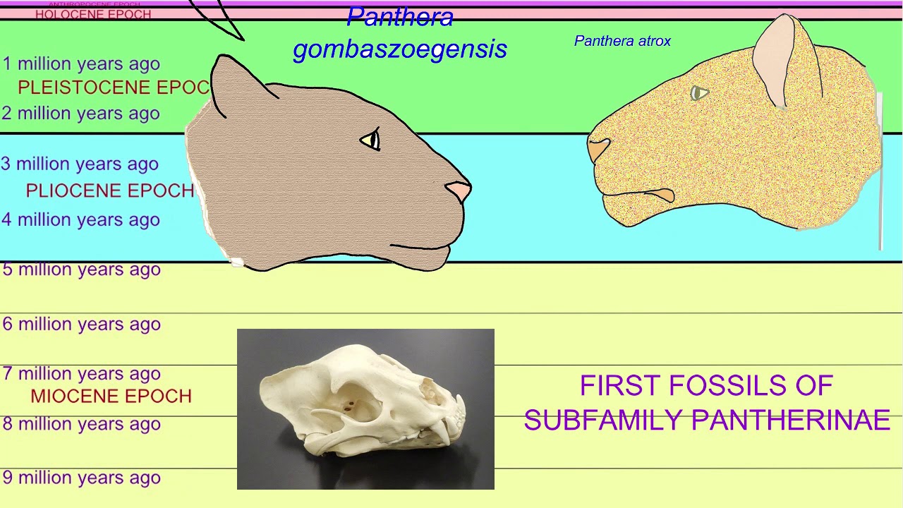 CAT SUBFAMILY PANTHERINAE - YouTube