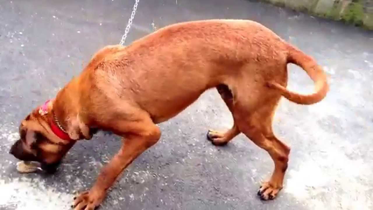 Tosa Inu the fighting dog - YouTube