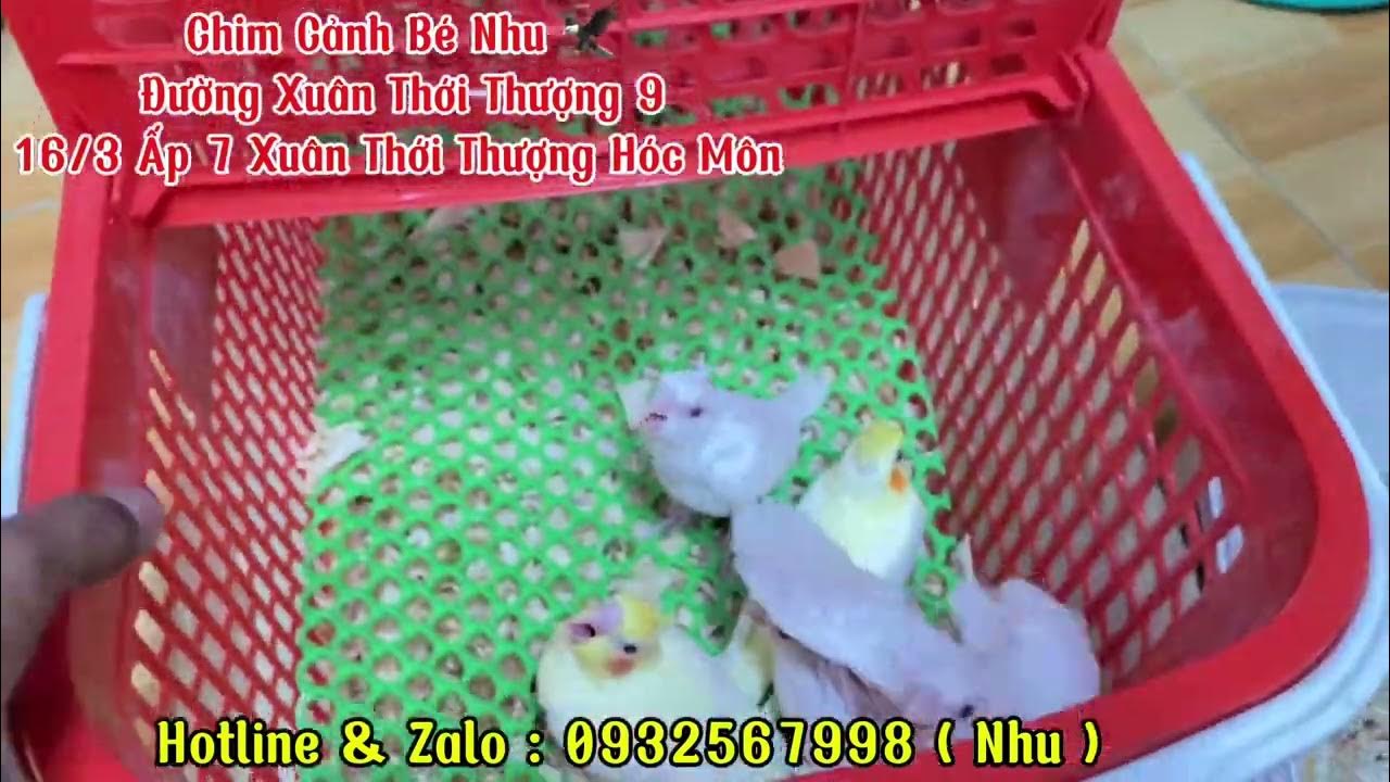 4/12/2024 sun , cok , lovebirds, trĩ , zzzzzz - YouTube