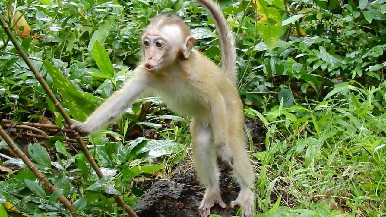 Poor monkey Candy feeling scared when julie and new abandoned monkey ...