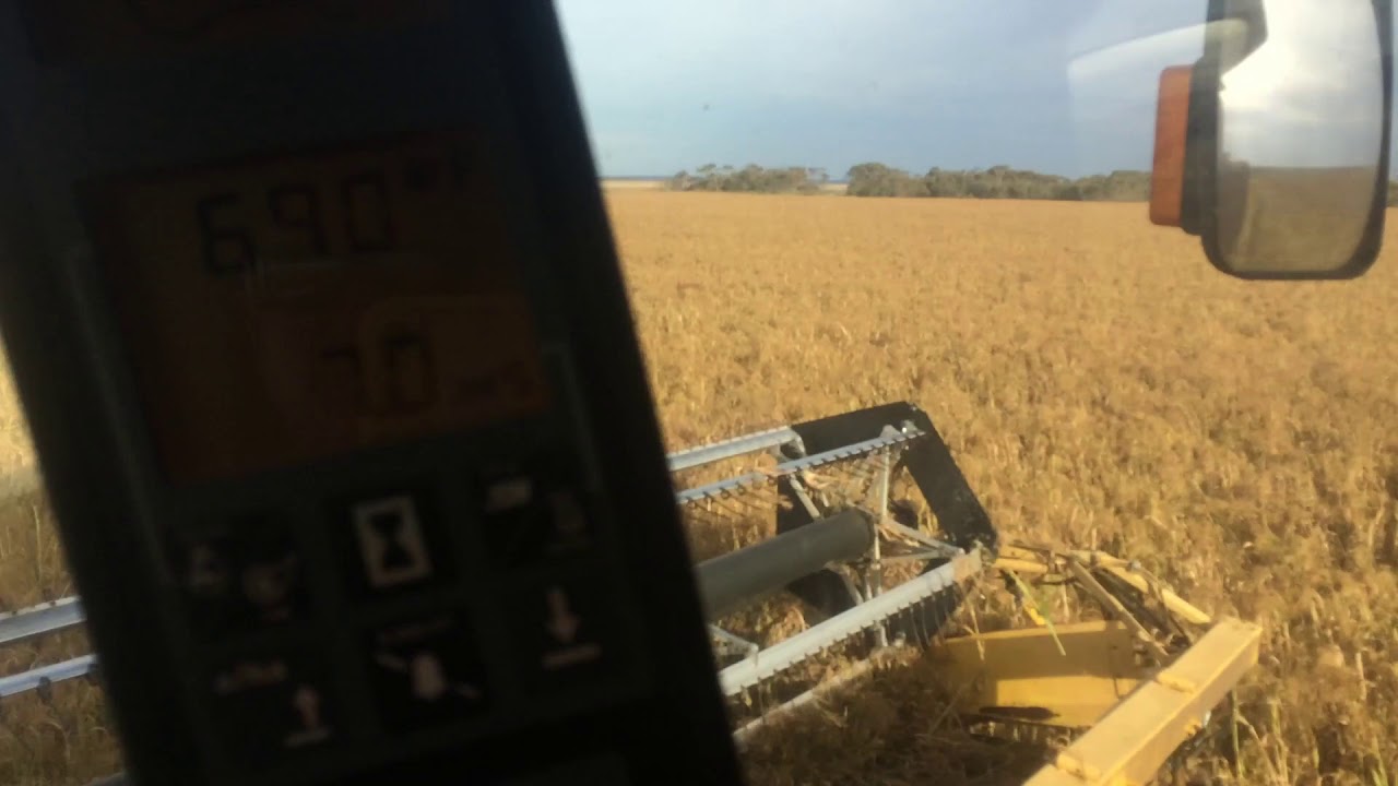 French White Millet harvest Western Australia - YouTube