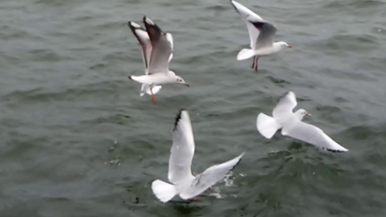 Albert rose - YouTube